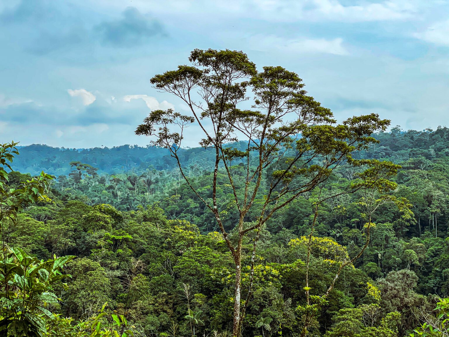 ¿Qué es la Guayusa? | Guamatí